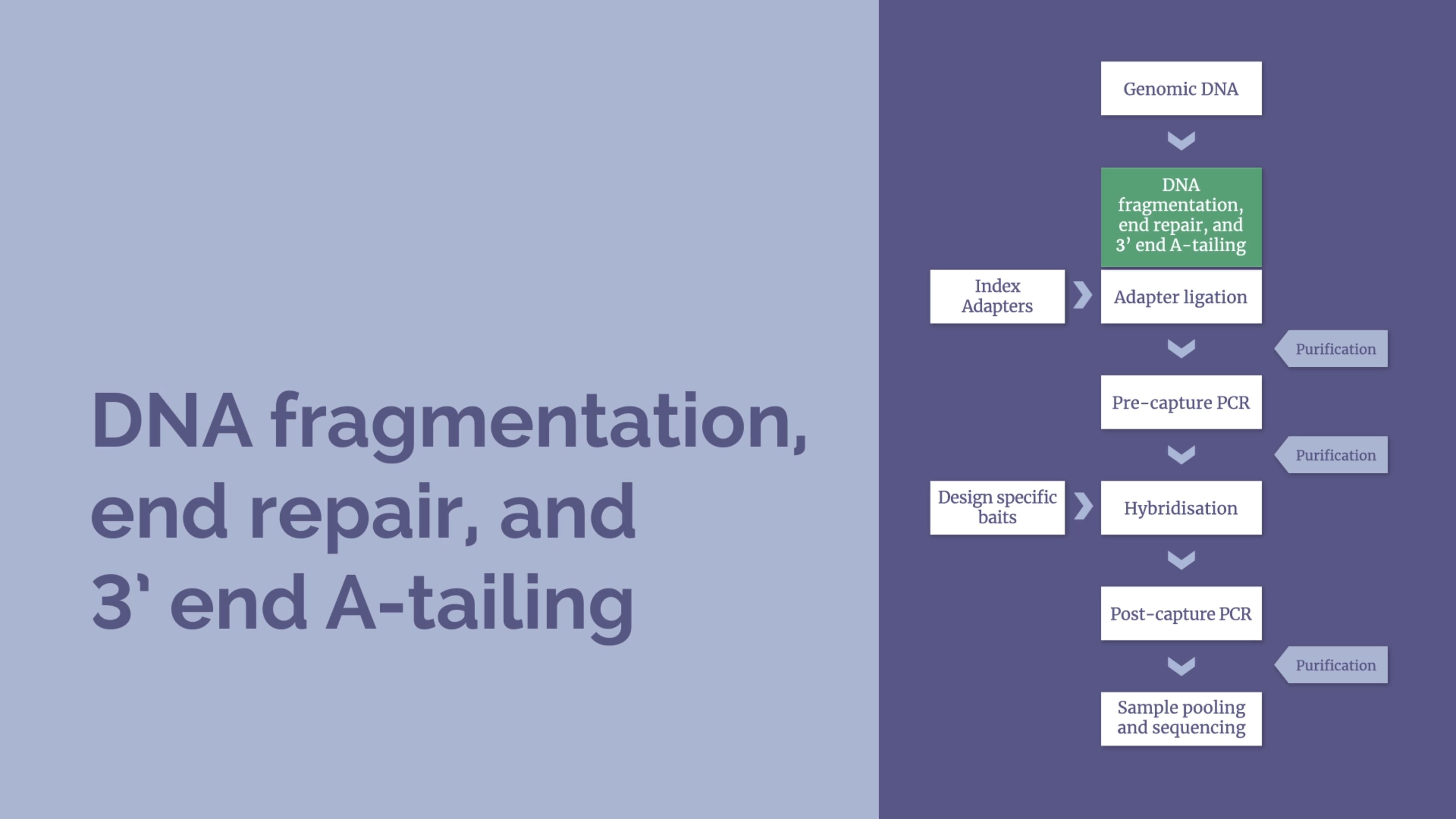 NGS Workflow – DNA fragmentation, end repair, and 3’ end A-tailing on Vimeo
