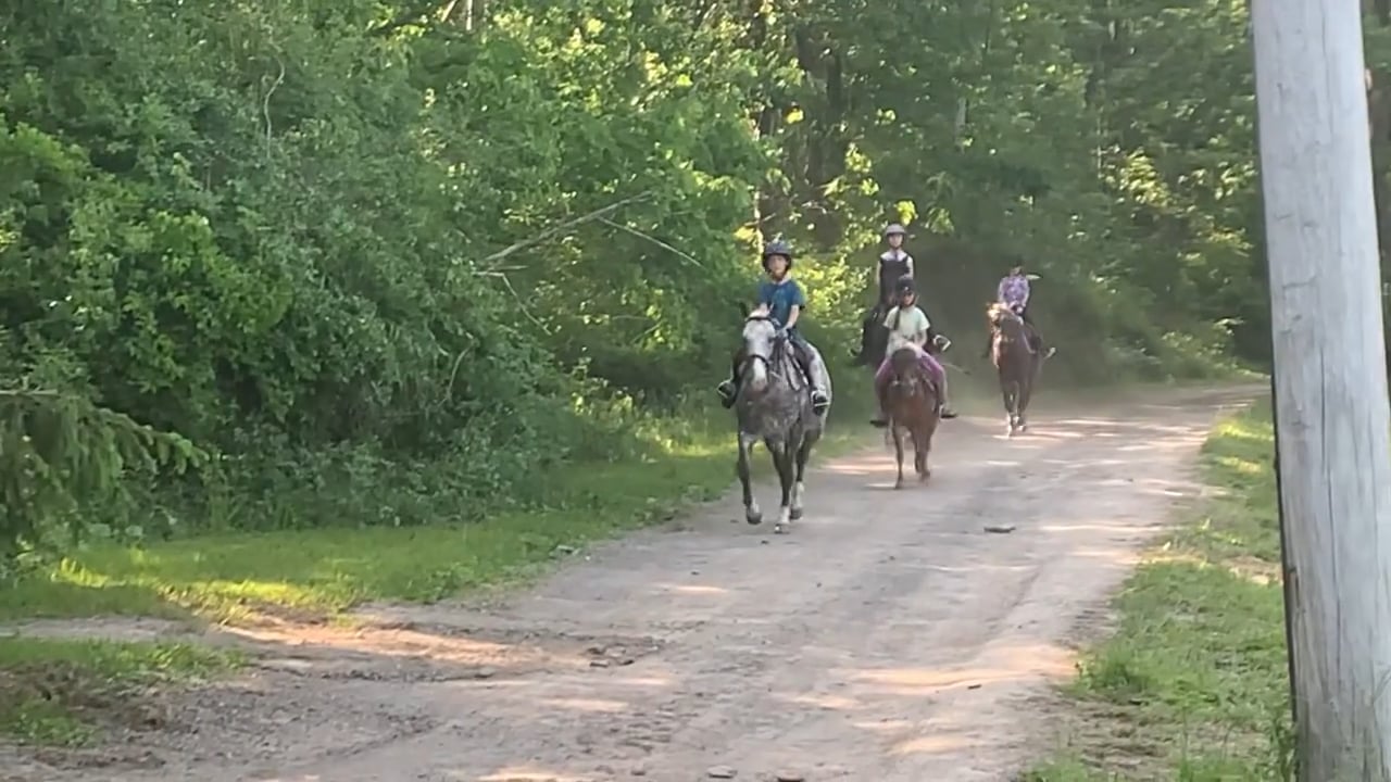 JL Performance Horses