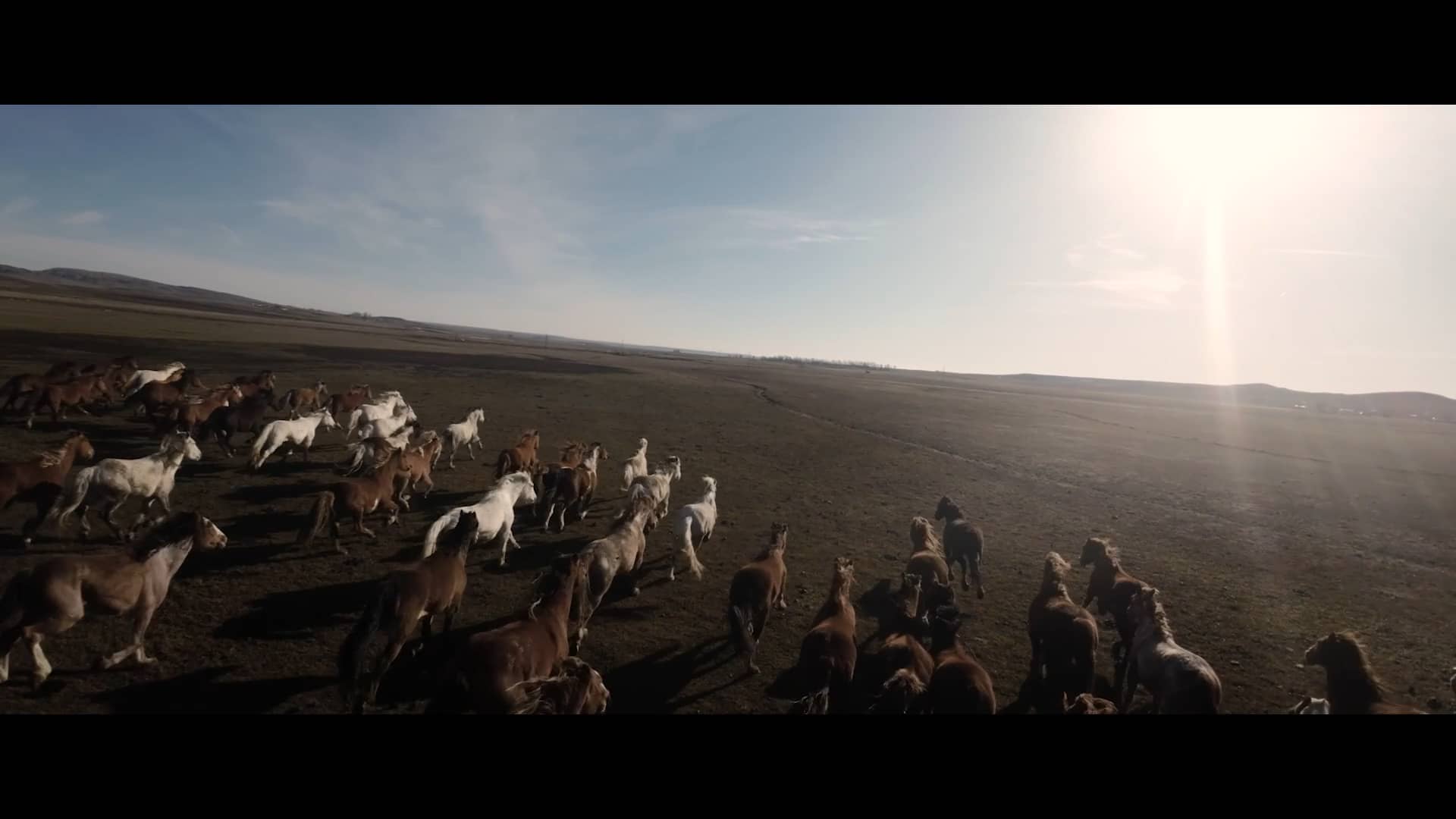 Help for Wild Horses on Vimeo