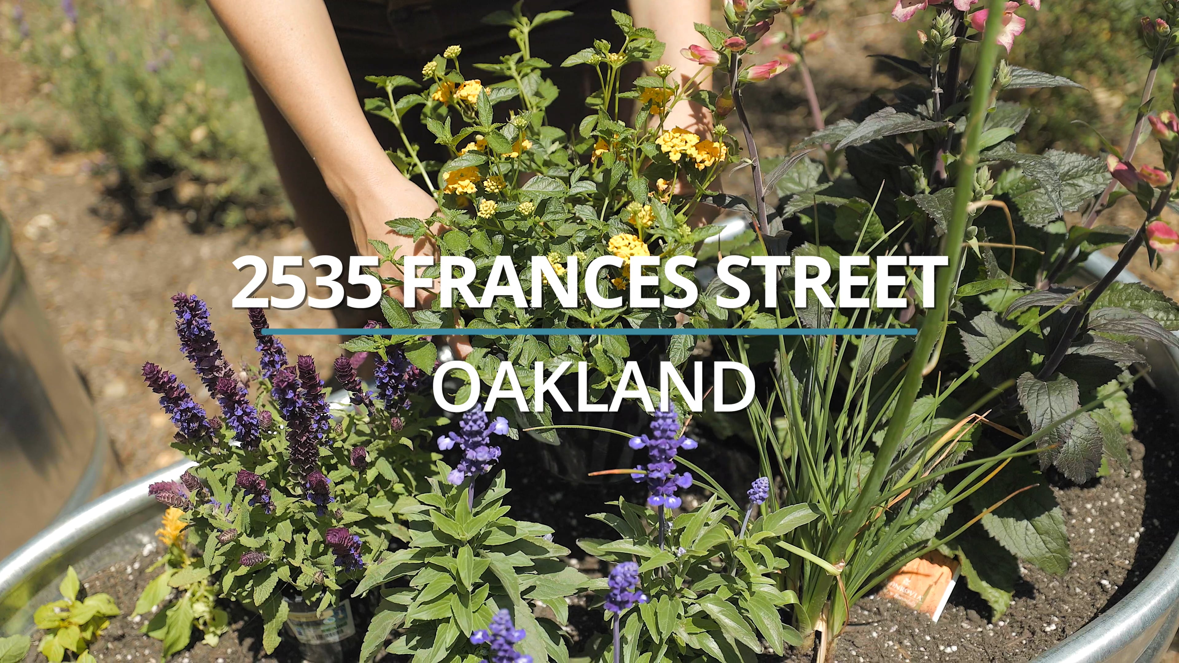 2535 Frances Street, Oakland - Presented by: Felicia Mares on Vimeo