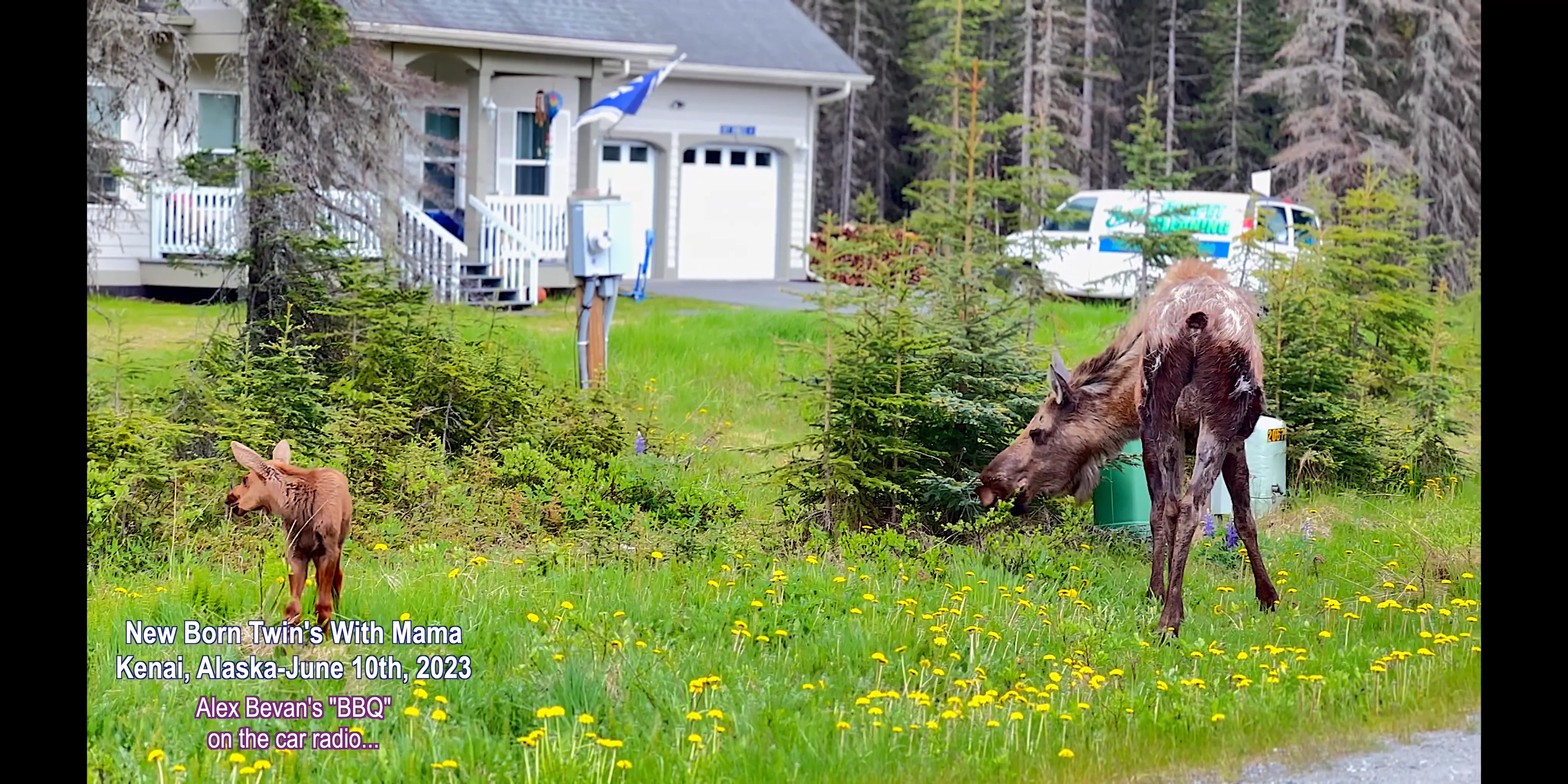 Twin Baby Moose-Kenai, Alaska 06-10-2023 4K on Vimeo