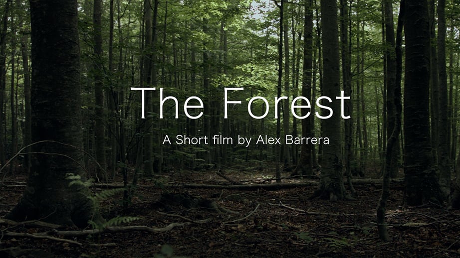 The Forest (Trailer) on Vimeo