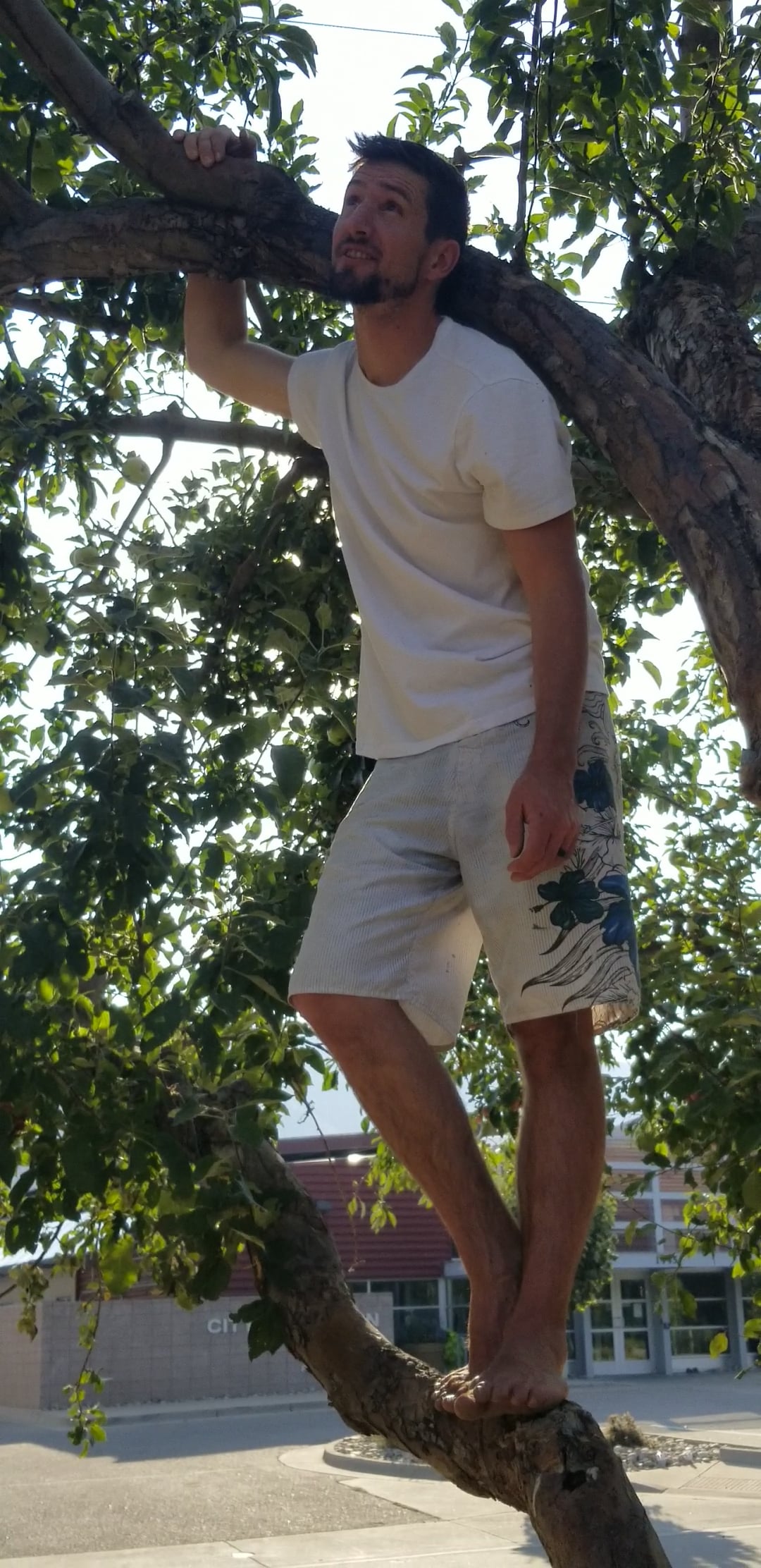 Fresh Apple Tree Shaking on Vimeo