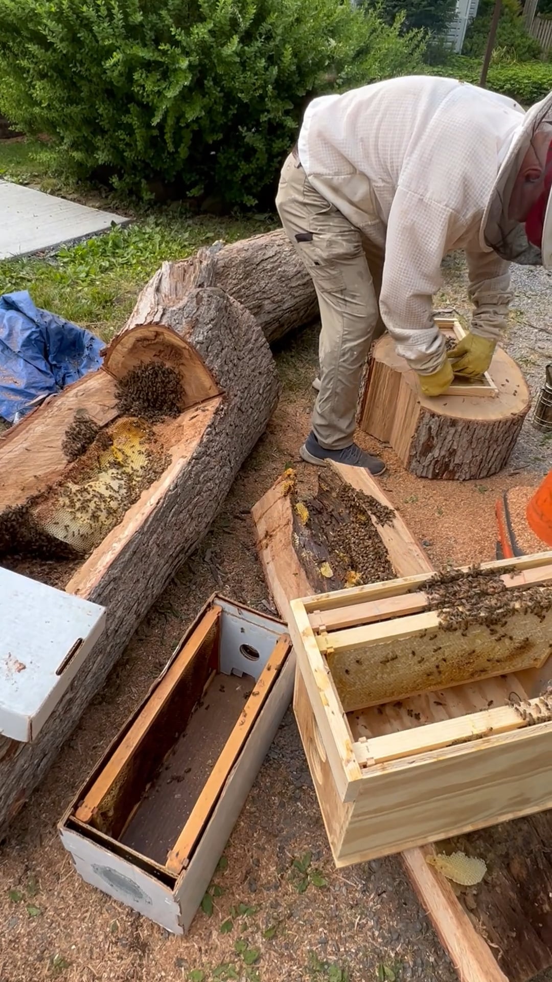 Eric Eicher bee tree cutout