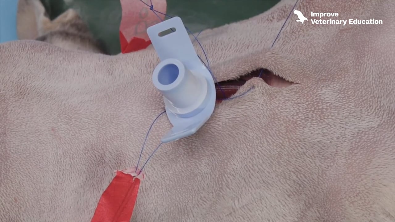 Cystotomy - Veterinary Practice