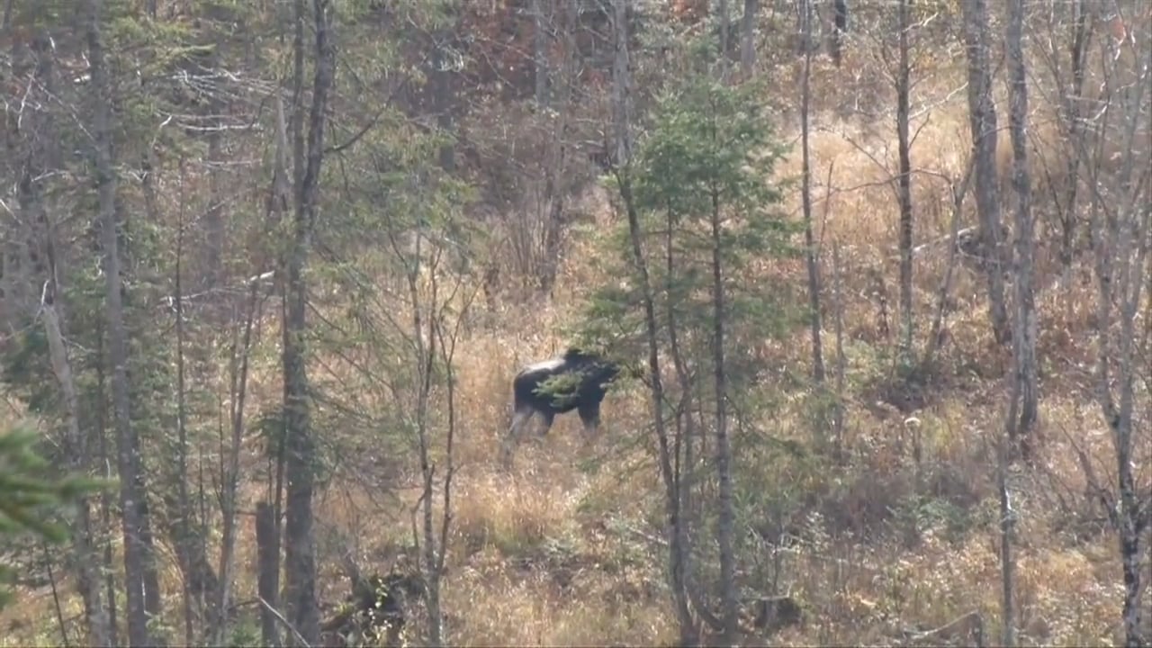 Moose Hunting in Vermont on Vimeo