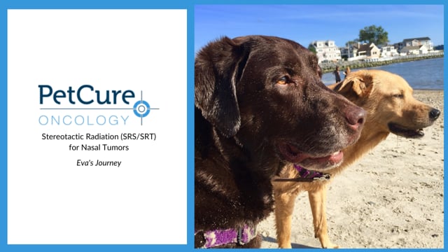 What Are The Symptoms Of Nasal Cancer In Dogs