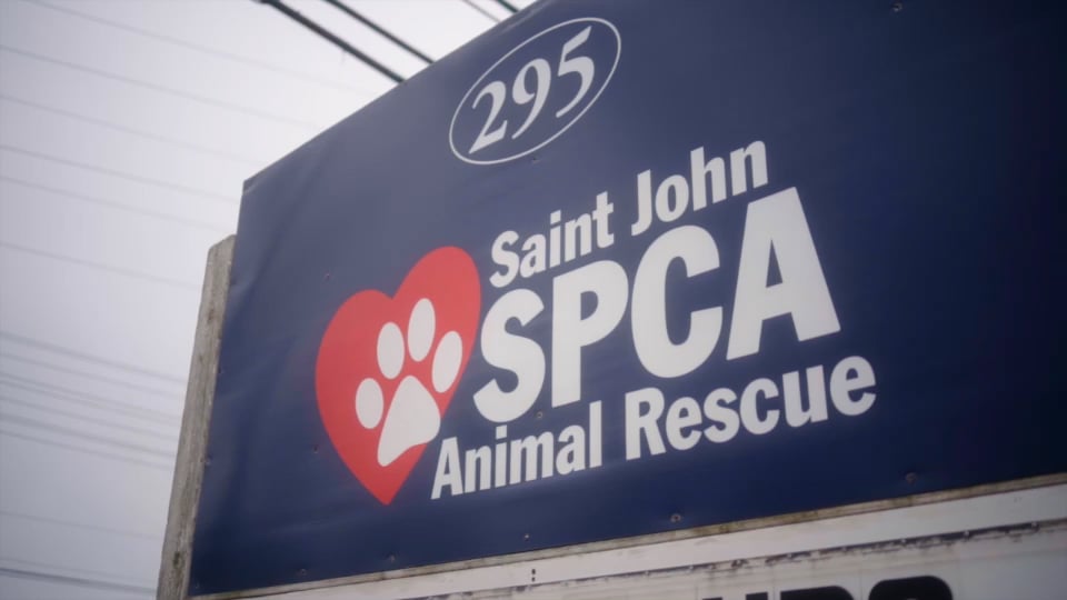 SPCA Website Video on Vimeo
