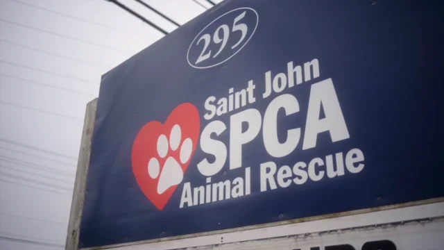 Animal Shelter Logo Spca