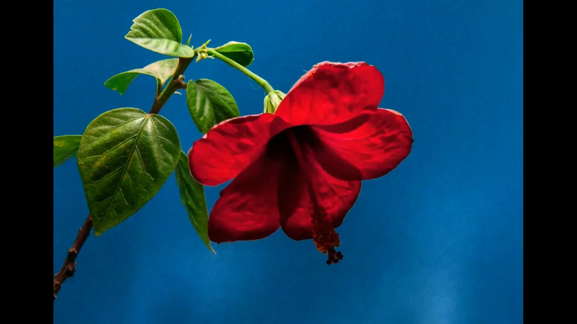 LUBETS | Yousef Daoud on Vimeo