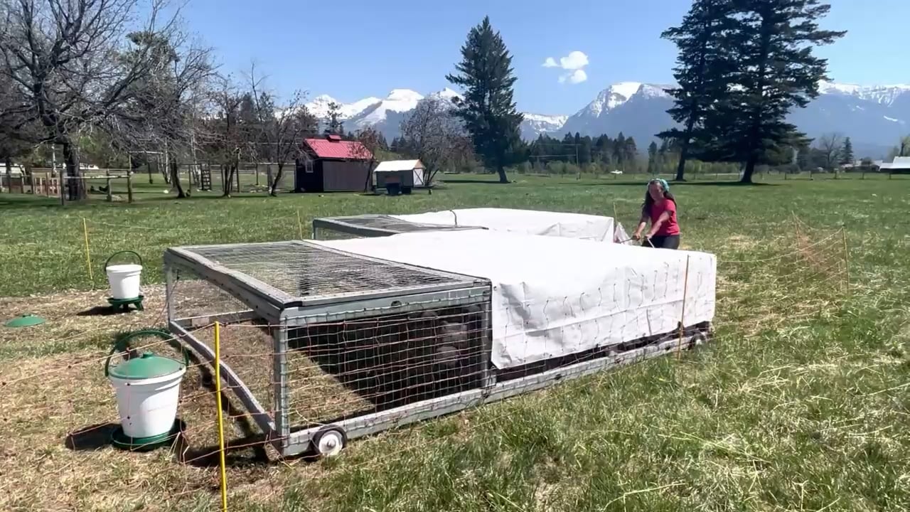 Family farm growing free-range pastured poultry/pastured chicken ...