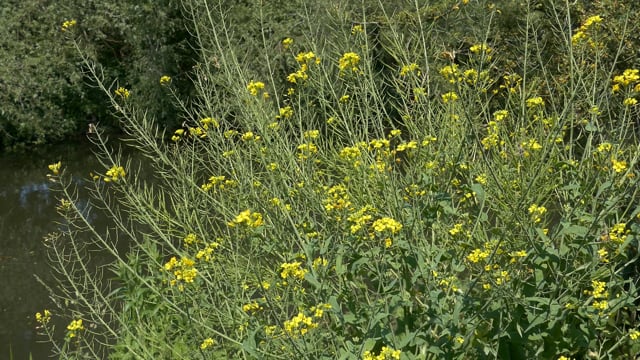 Flowers, Plants, Wild Flowers. Free Stock Video - Pixabay Flowers, Plants, Wild Flowers. Free Stock Video - Pixabay