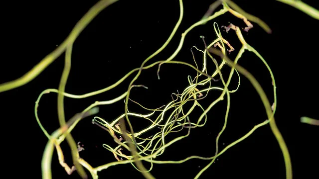 MICROPHOBIA - Trailer on Vimeo