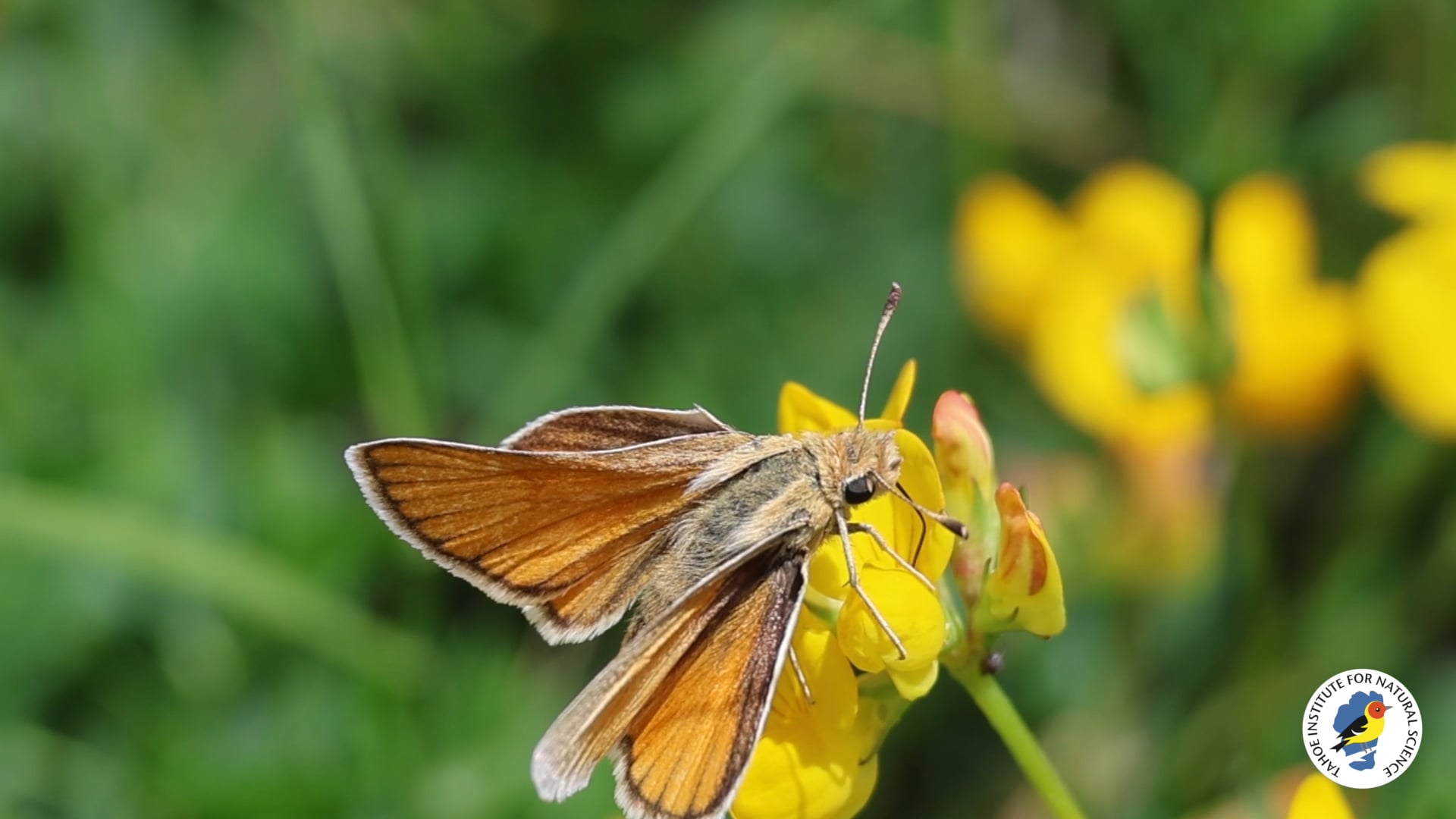 Carson Wandering Skippers on Vimeo