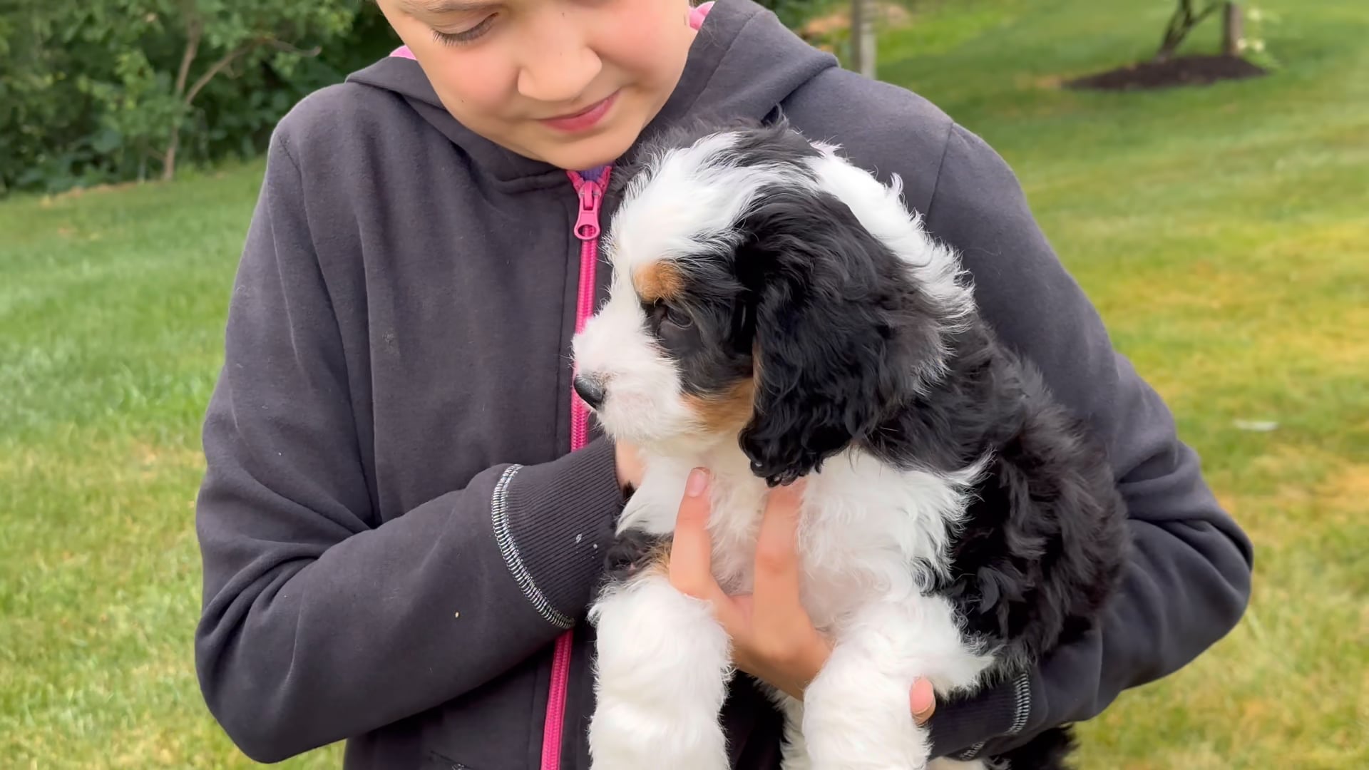Ms. Kandi the Mini-Bernedoodle on Vimeo