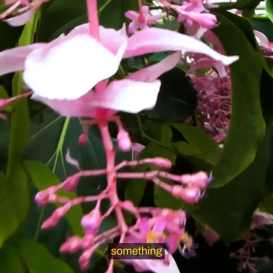 Moments with flowers on Vimeo