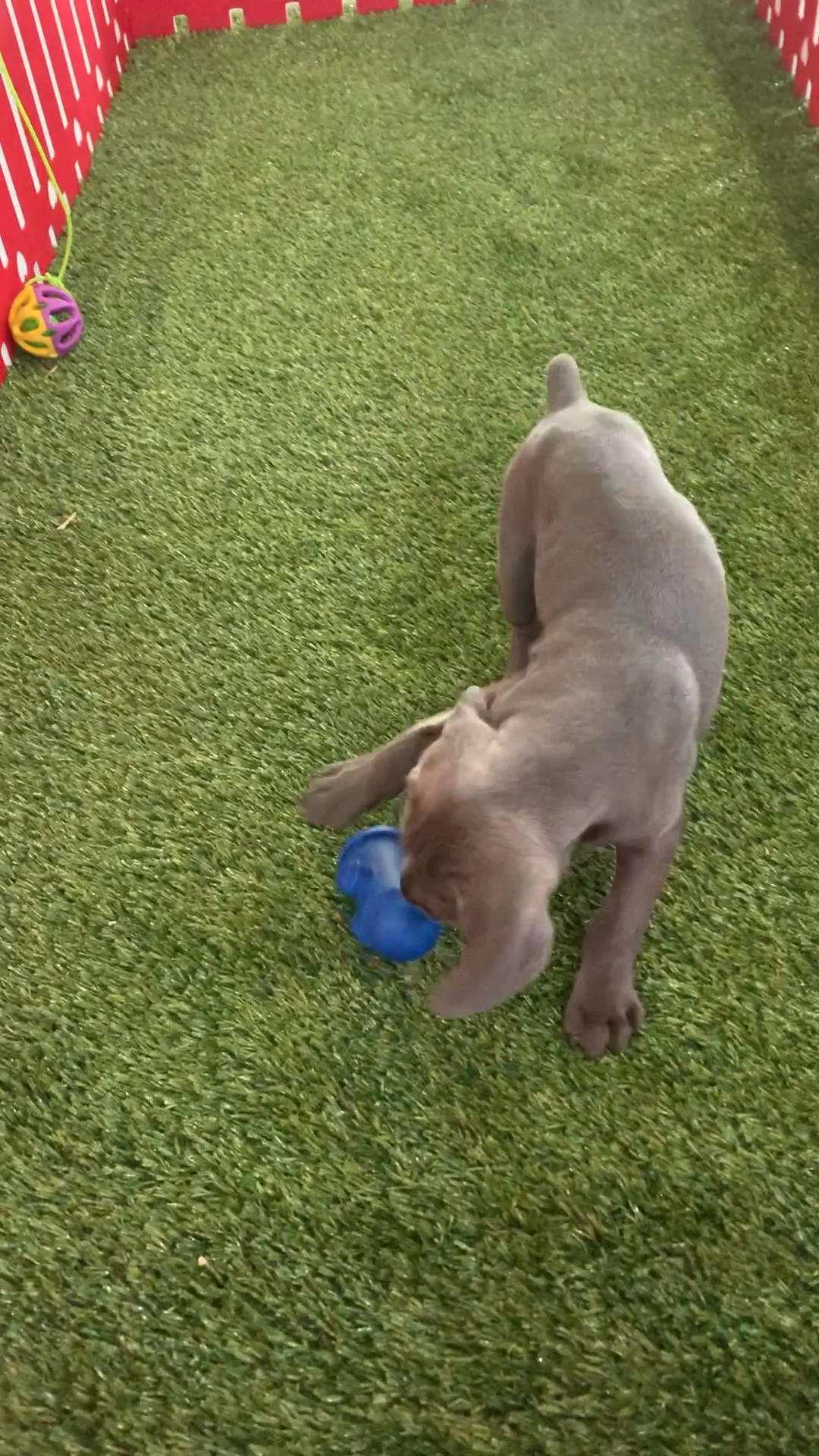 Cane Corso Mastiff puppy for sale on Vimeo