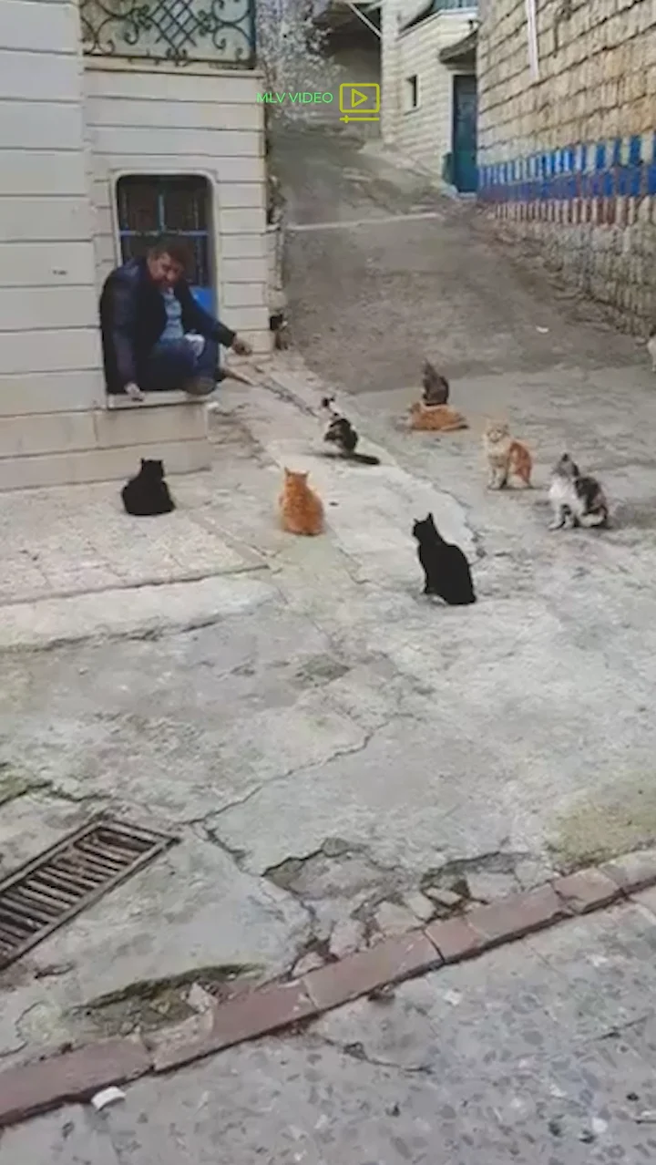 CAT 0060 Cats are in class MLV on Vimeo