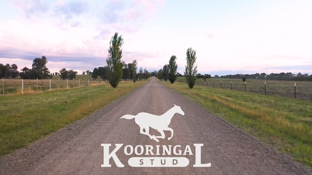 Prized Icon - Stallion | Breednet