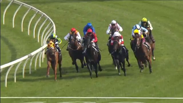 Prized Icon - Stallion | Breednet