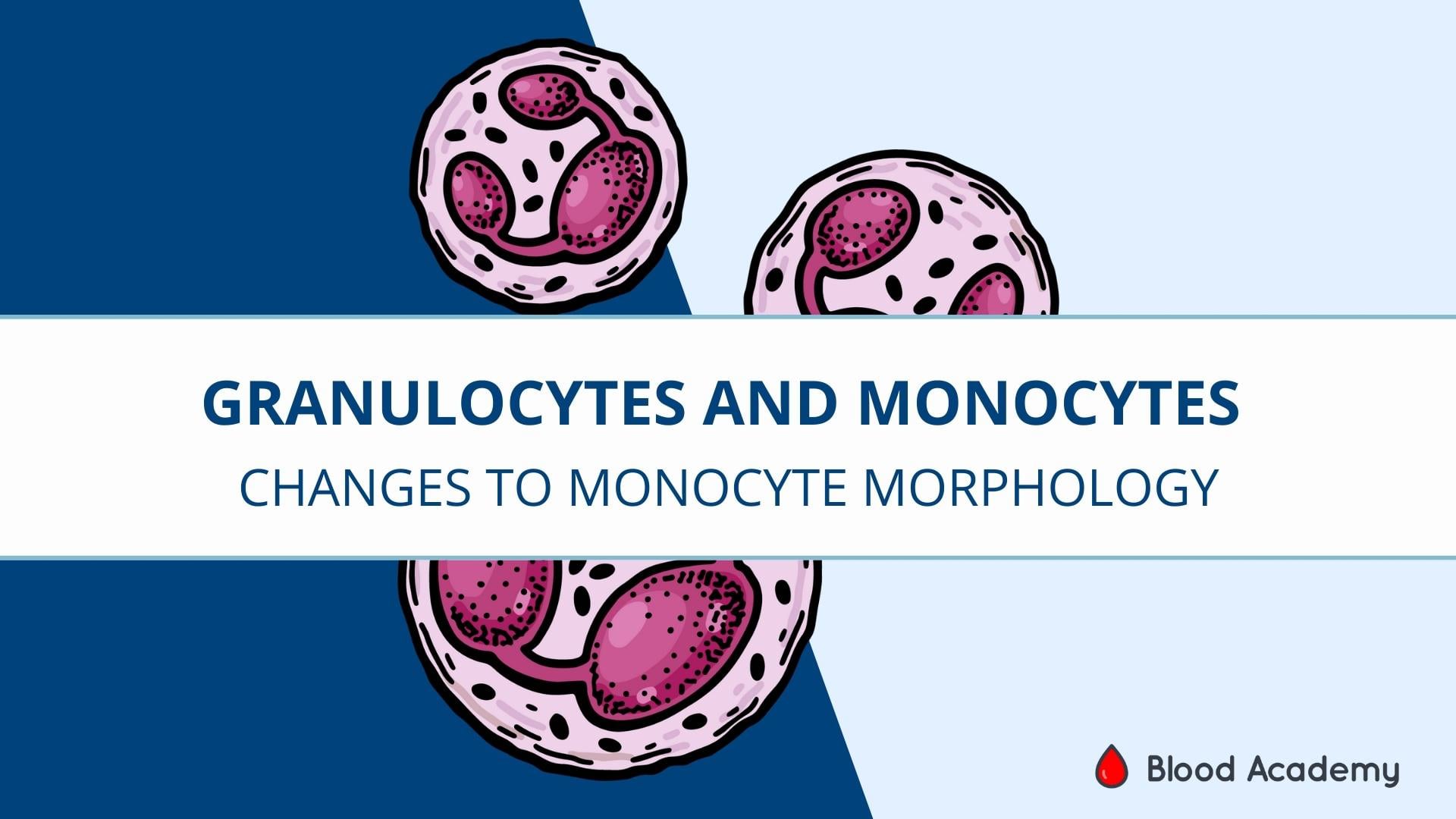 5. Changes to monocyte morphology on Vimeo