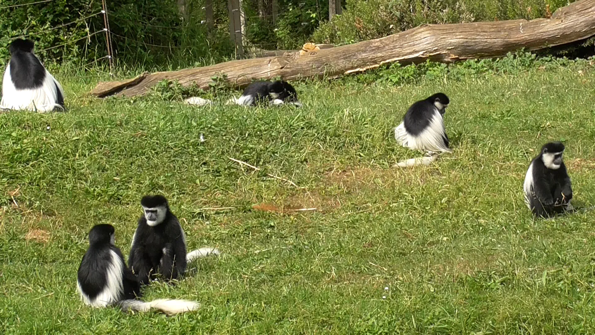 RFM COLOBI 00468 19_05_2022 gorilla colobi + SOCPL COLOBI .MTS-.ts- on ...