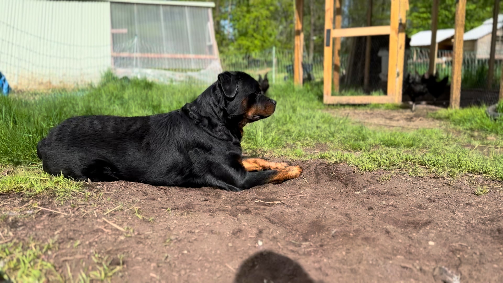 Shogun Valley - Linnie Birds, Green Cheeks Conures