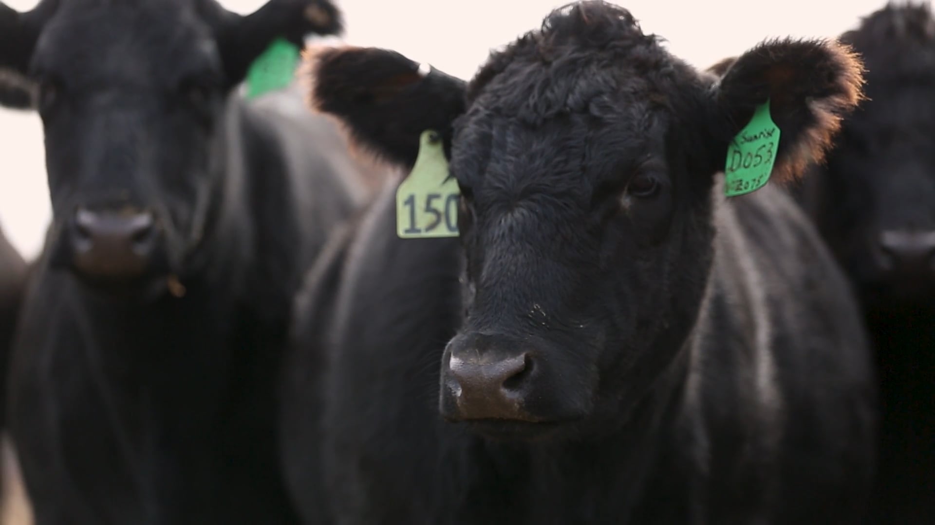 Iowa Cattlemen's Association on Vimeo