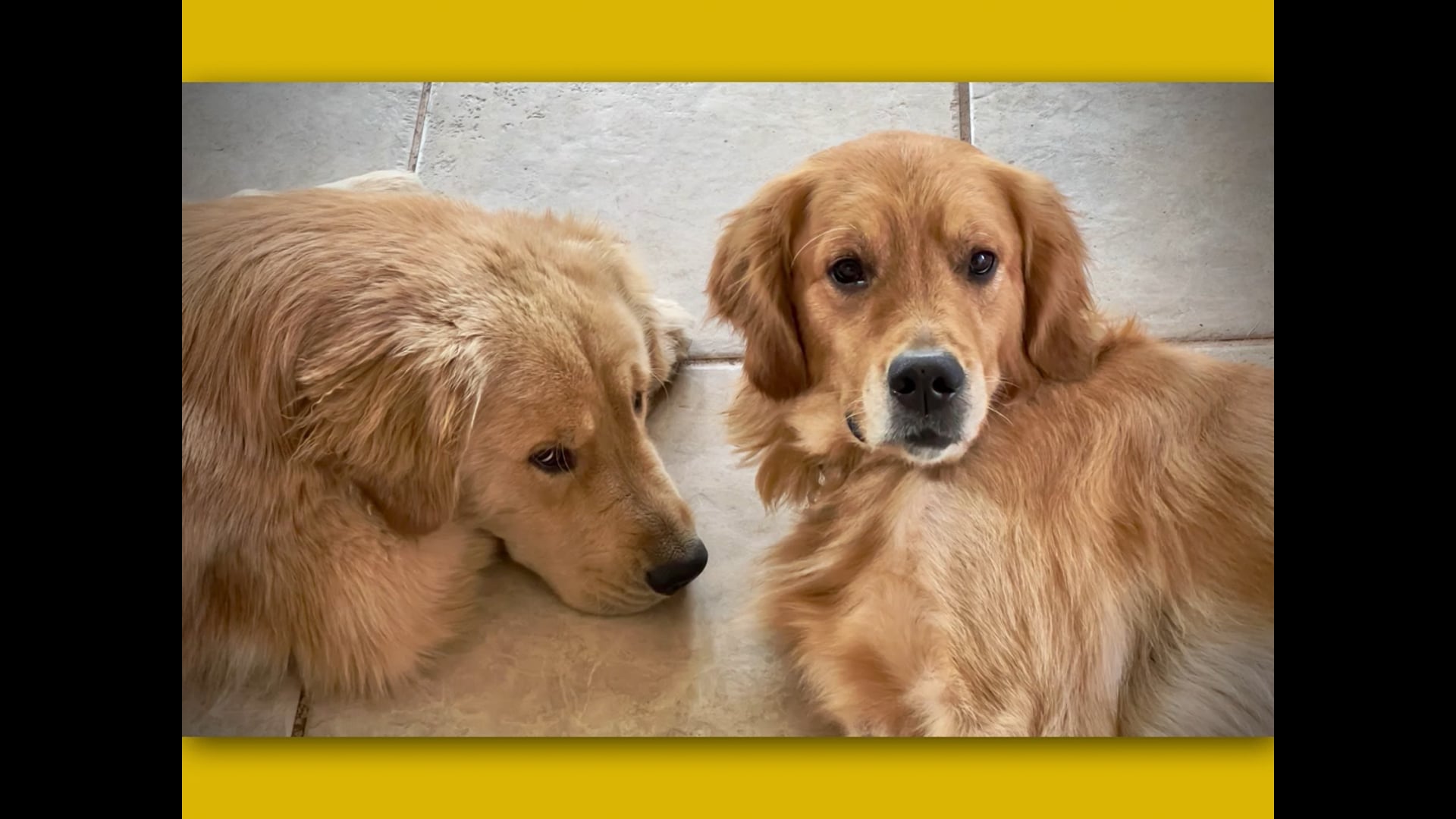 Available Dogs