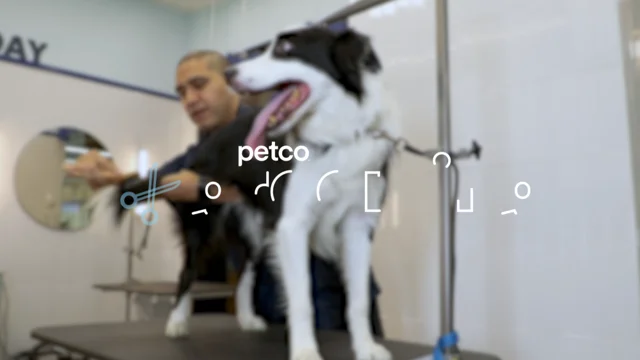 Cuanto Ganan Los Peluqueros Caninos En Petco