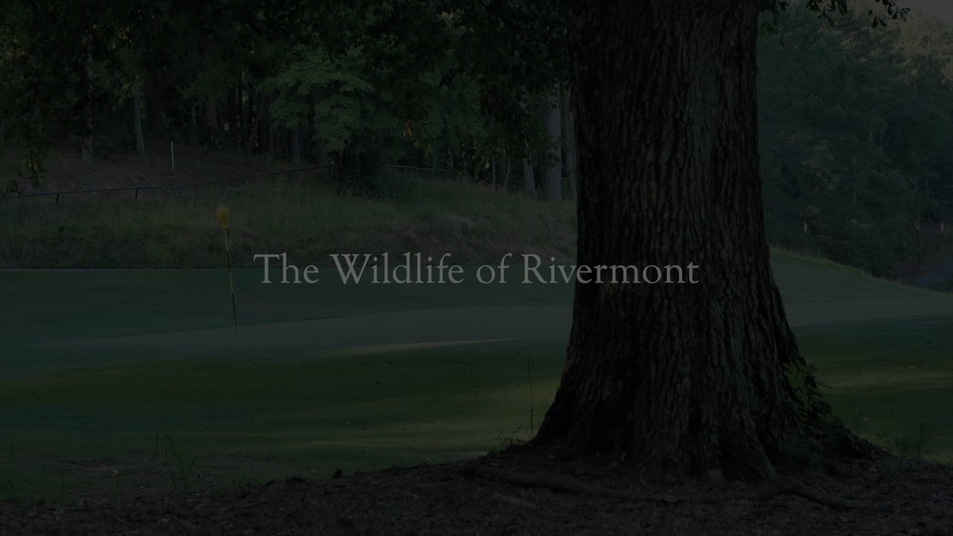 The Wildlife of Rivermont on Vimeo