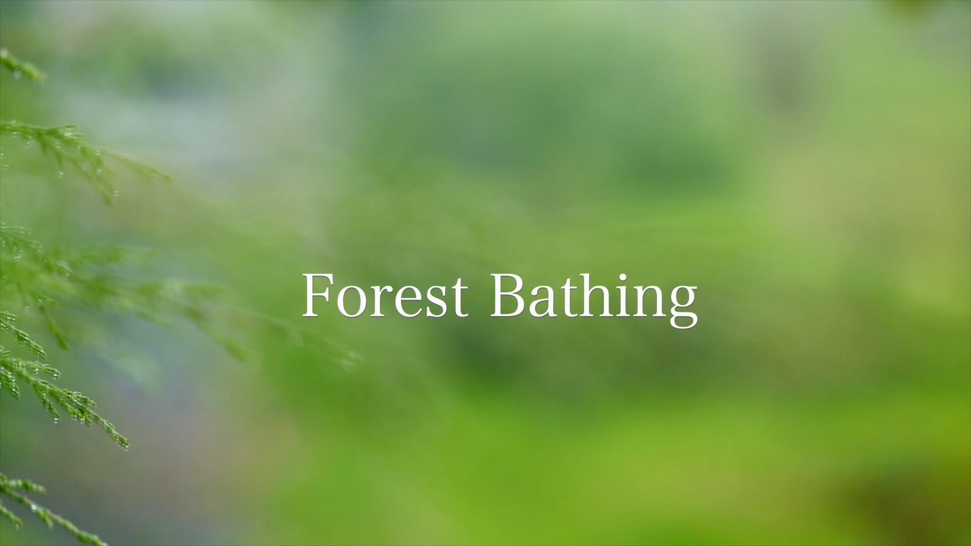 Forest Bathing HD Preview 1080 on Vimeo