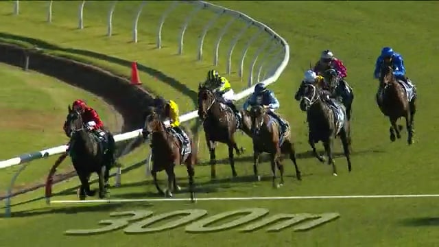 Prized Icon - Stallion | Breednet