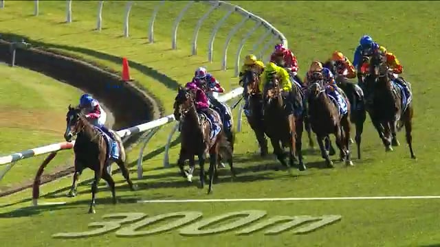 Shalaa - Stallion | Breednet