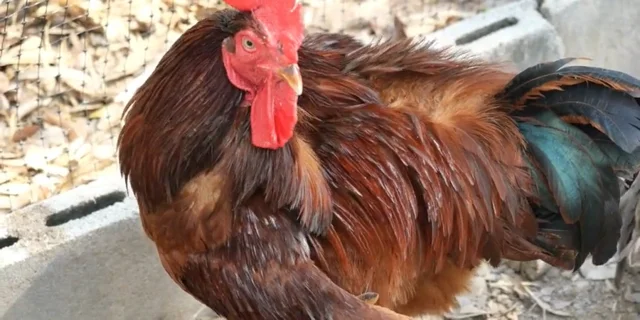 Production Red Rooster