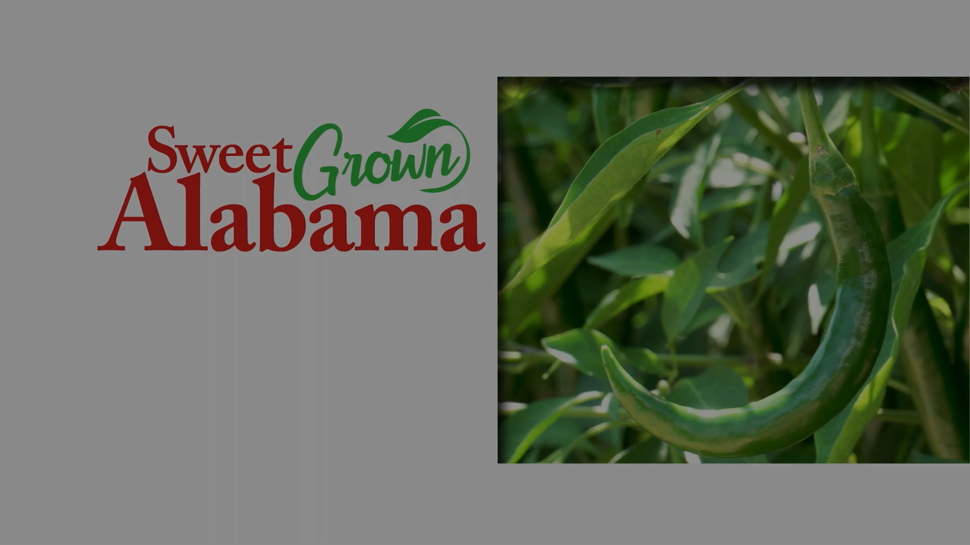 Sweet Grown Alabama Peppers