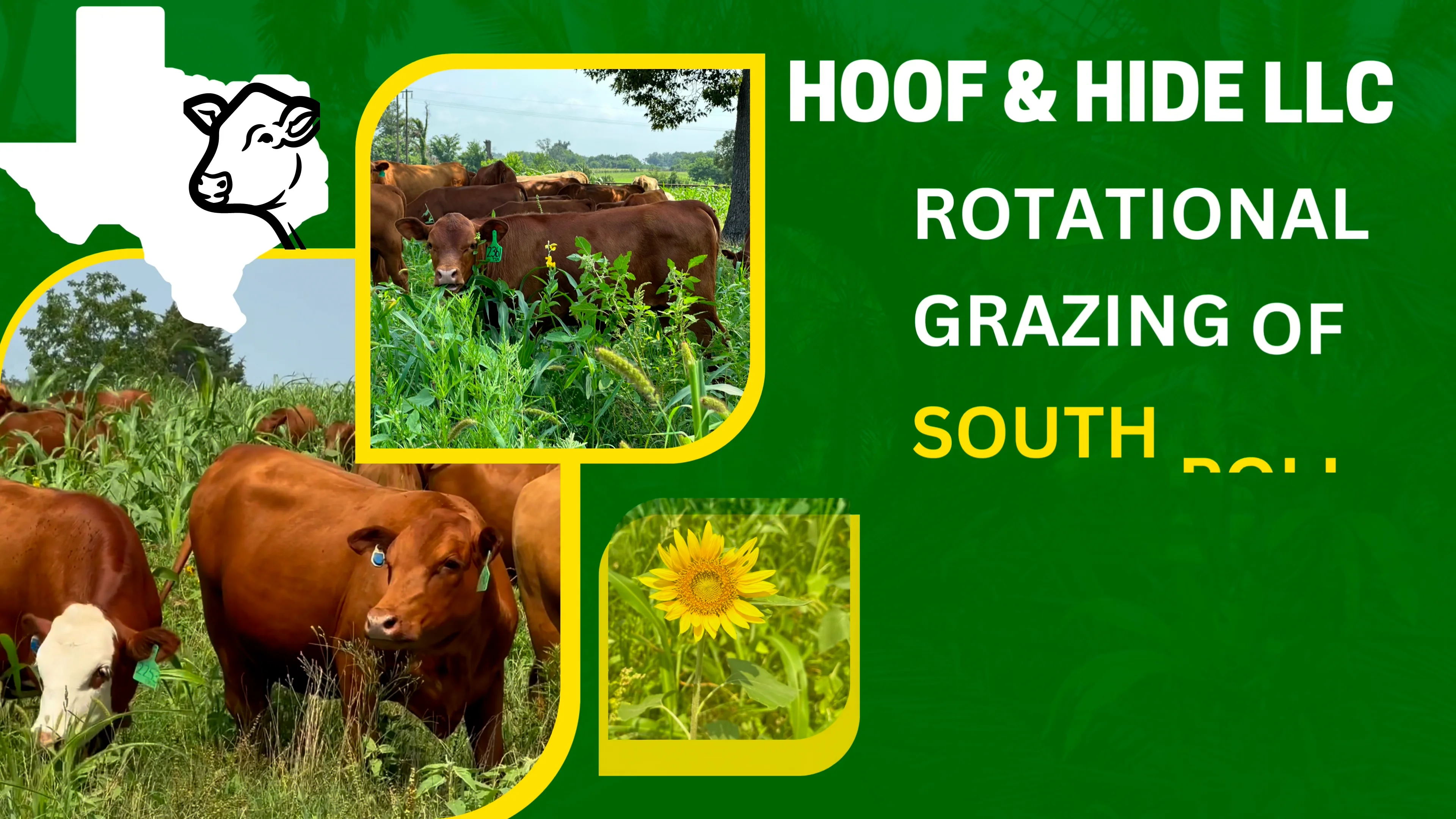 Rotationally Grazing South Poll Cattle on Cover Crops in East Texas