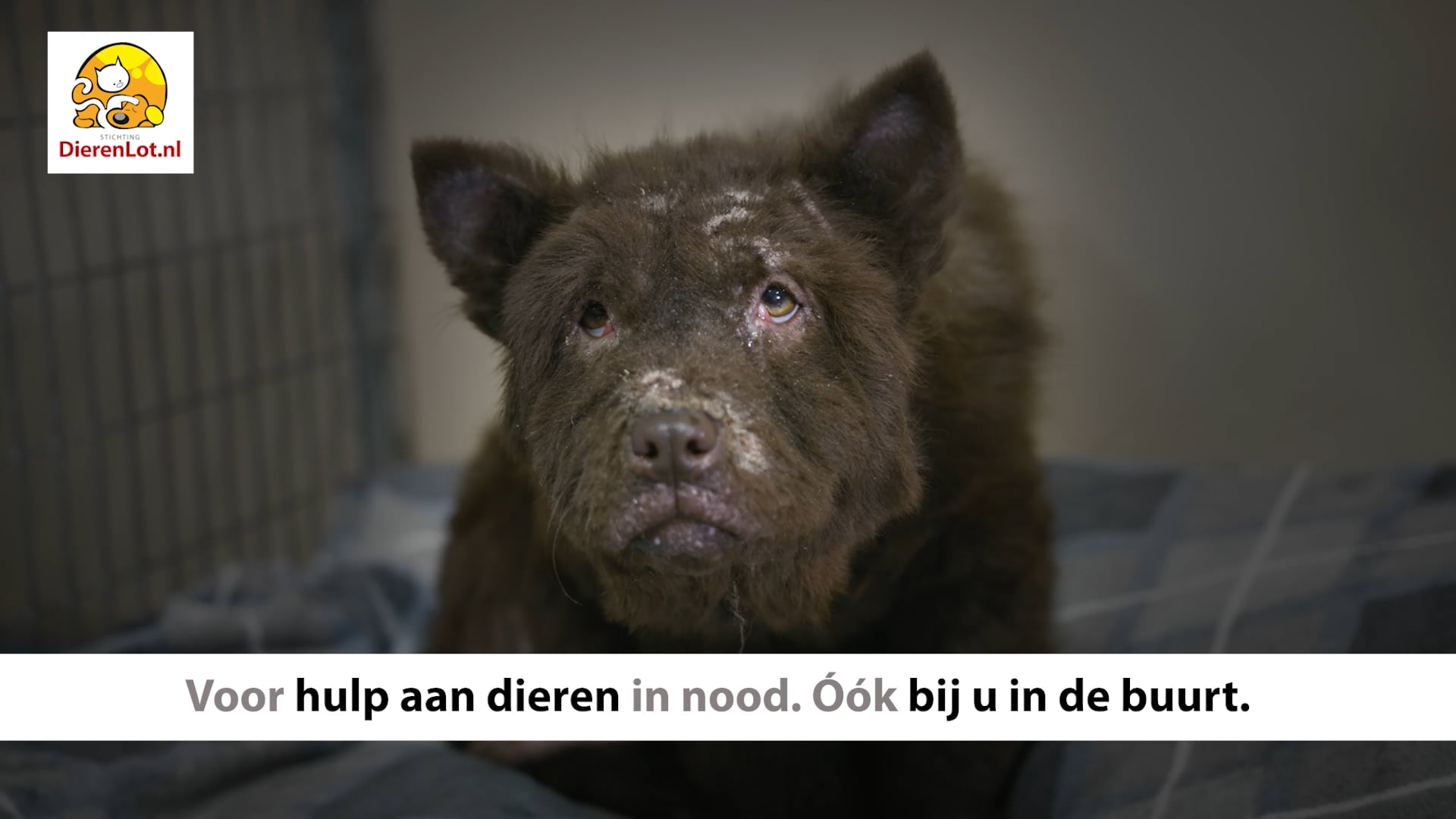 Online spot Dierenlot - Hond on Vimeo