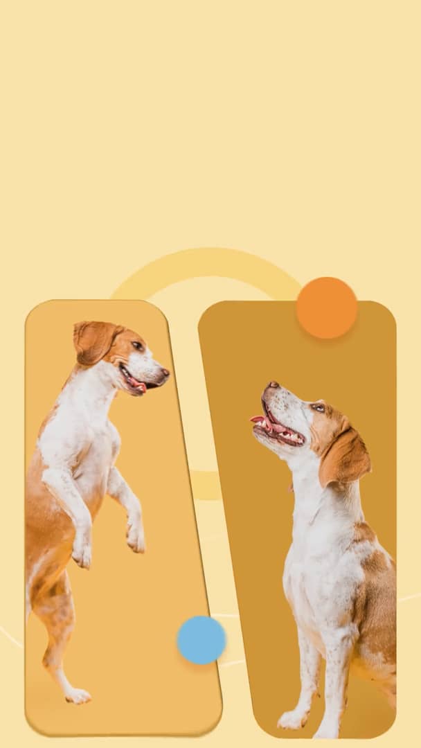 Pet dogs 02 on Vimeo