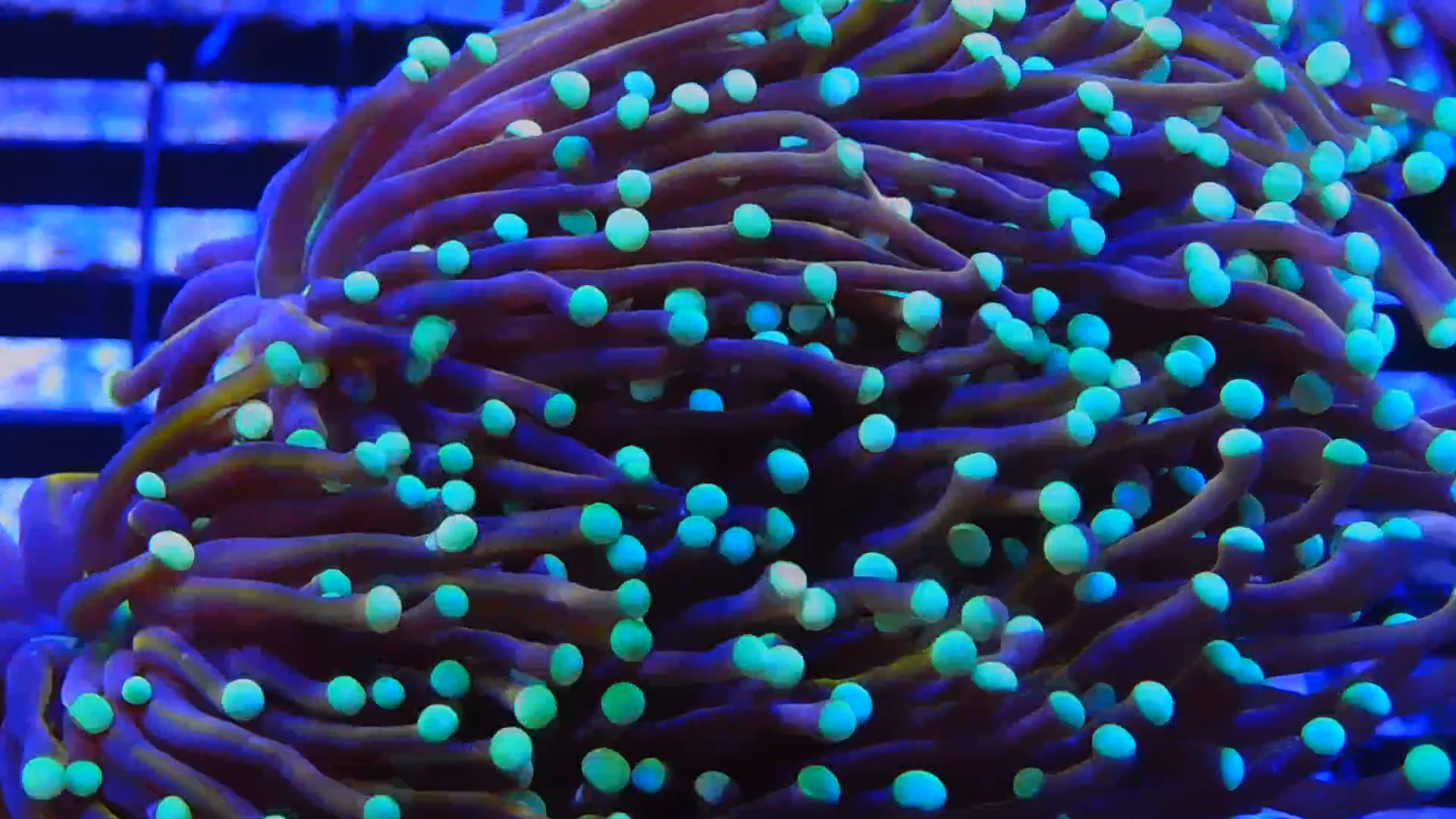 Seven Seas Aquatics - Corals, Aquarium, Saltwater