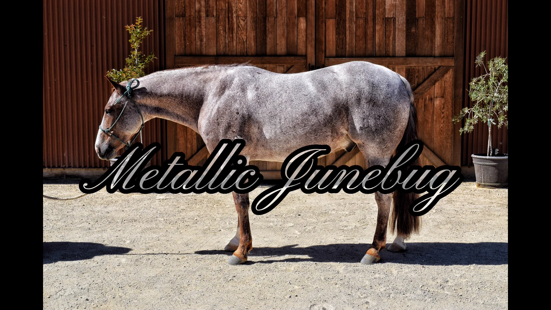 Metallic Junebug Reining on Vimeo