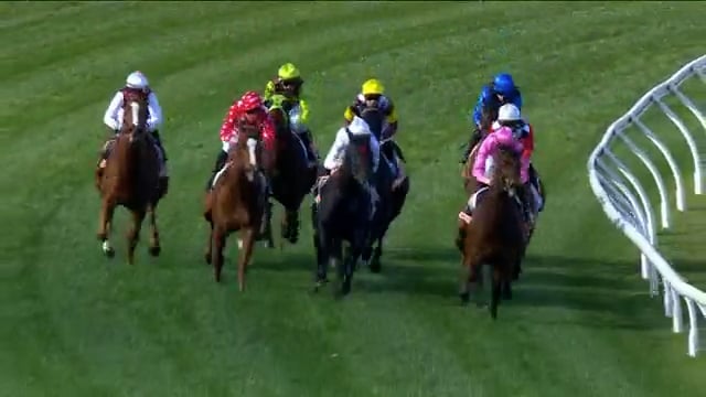 Flying Artie - Stallion | Breednet