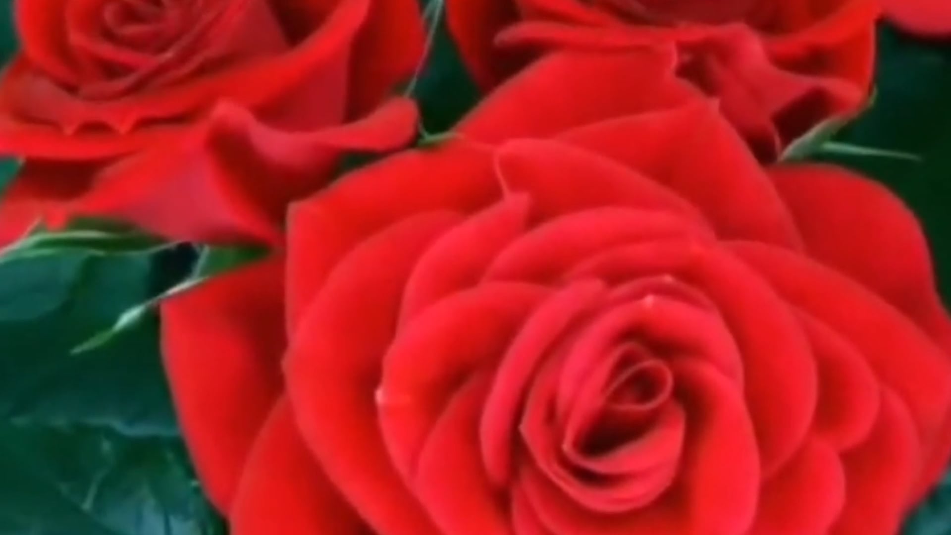 Watch Fast-track the blooming process Online | Vimeo On Demand on Vimeo