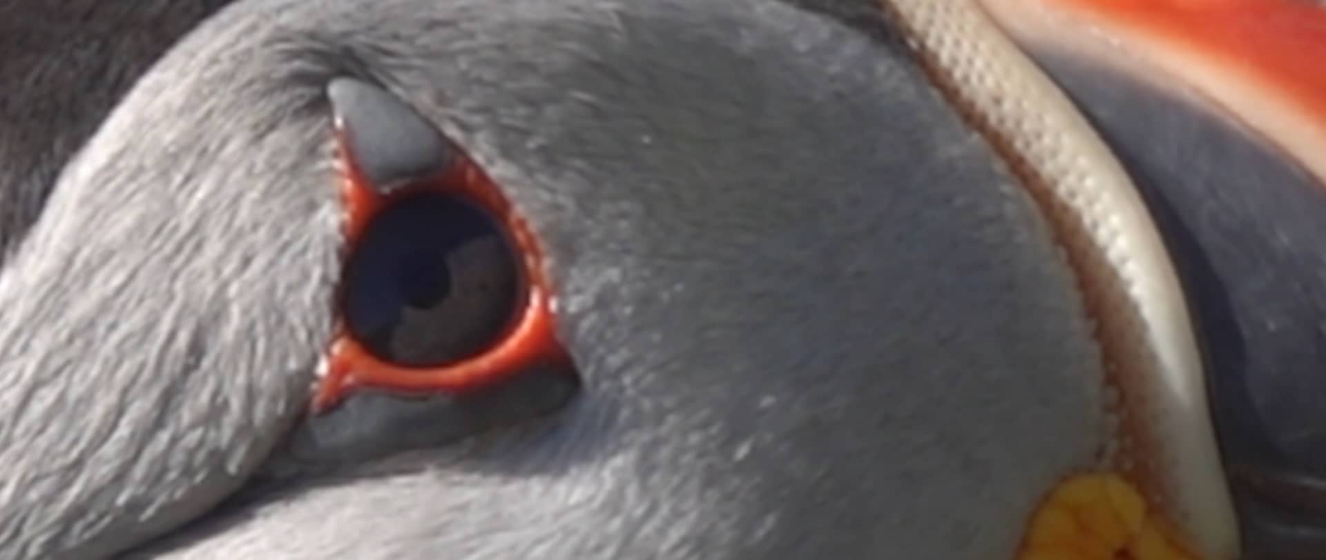 stilling: Puffin vigilance on Vimeo