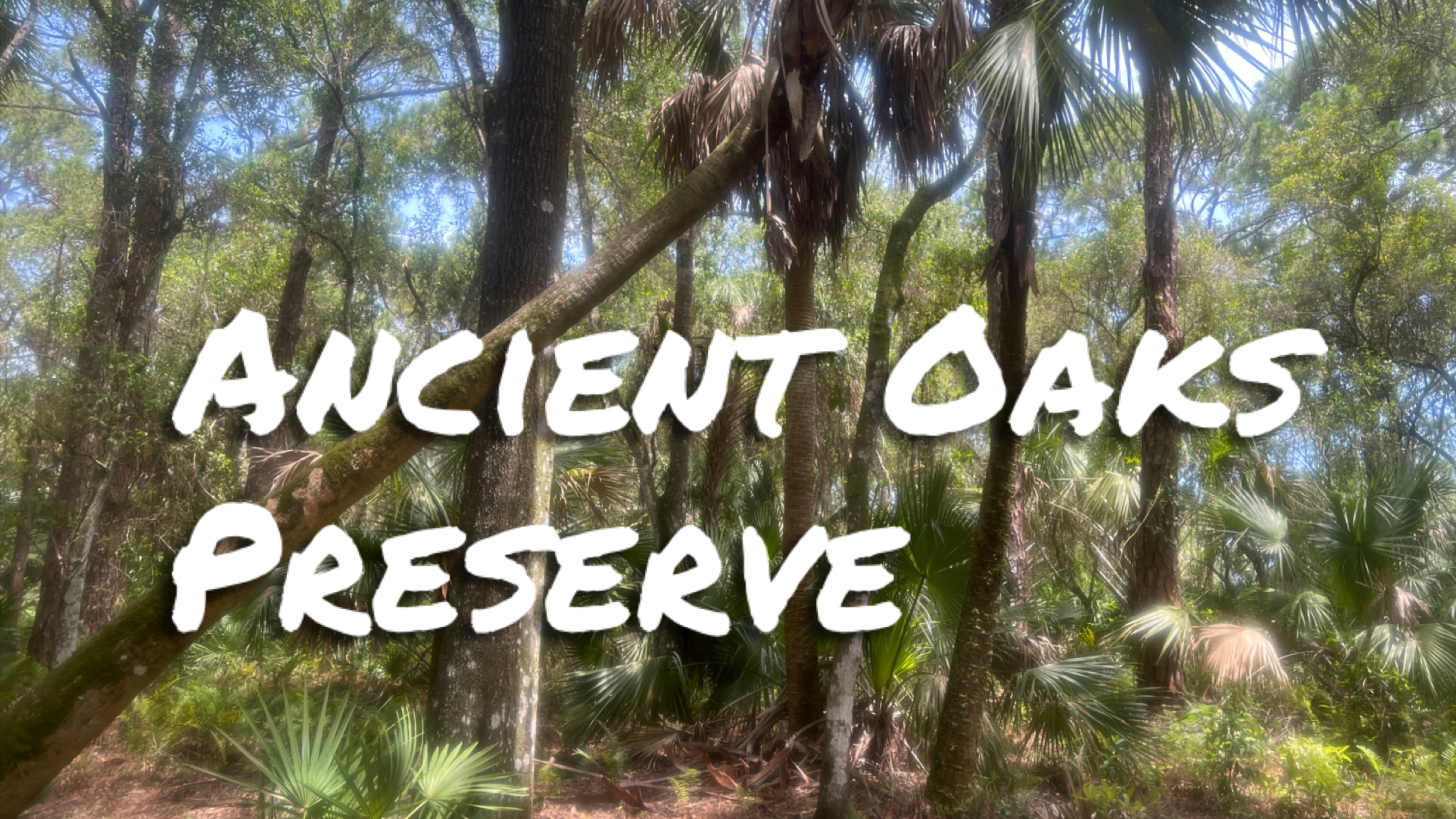 Ancient Oaks Preserve on Vimeo
