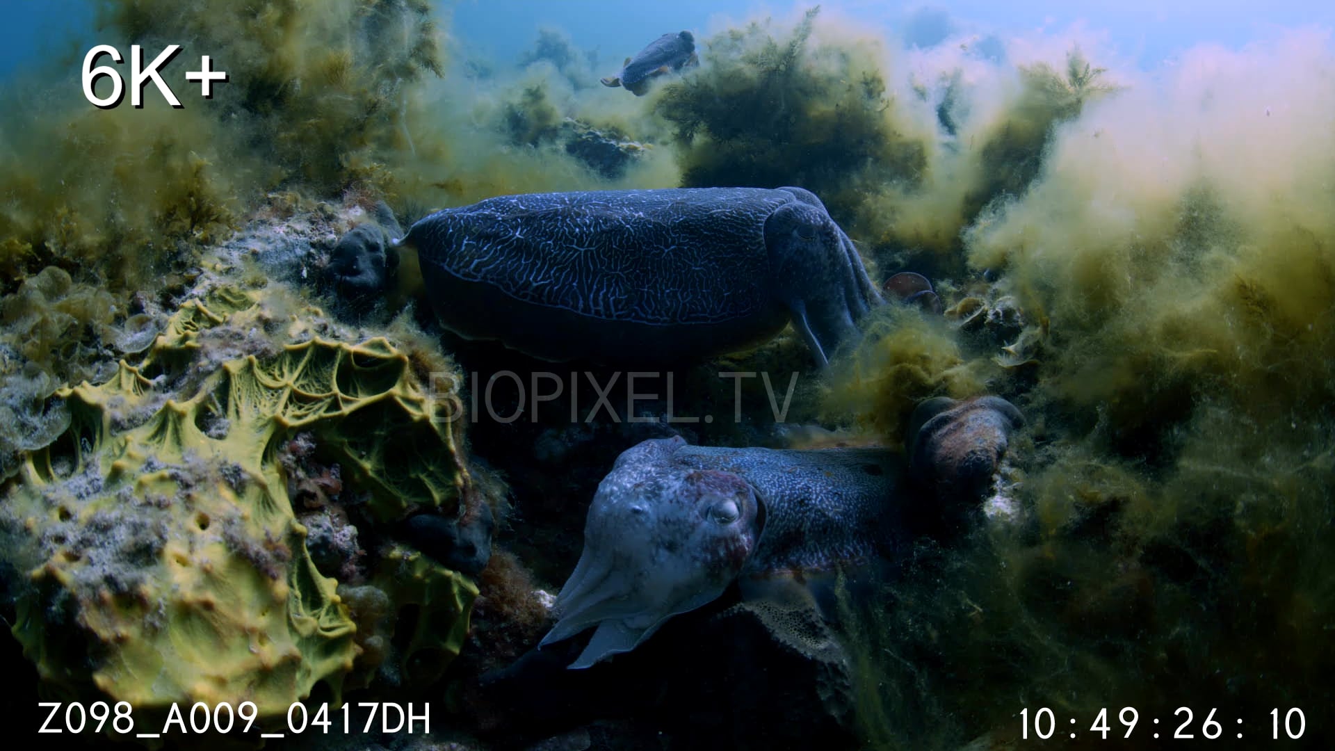 Temperate Waters 4K - Giant cuttlefish male and female wide angle 6K ...