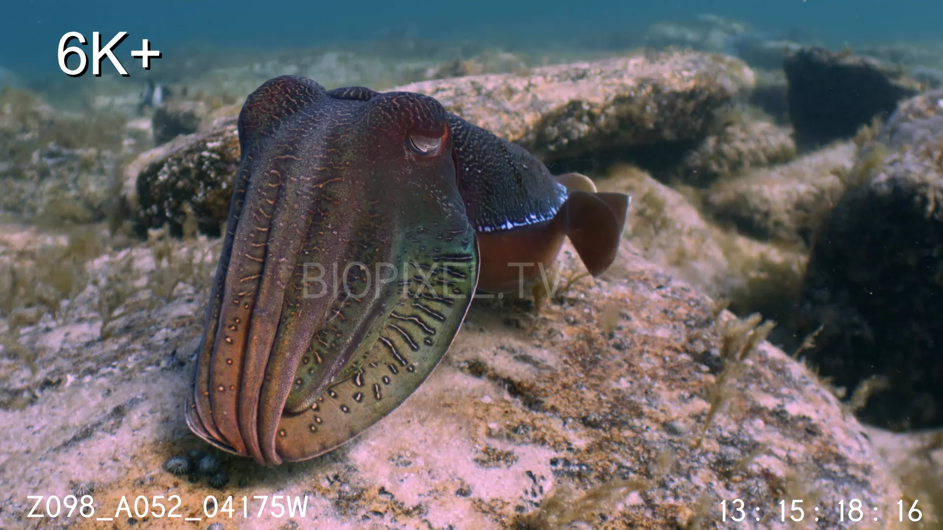 Temperate Waters 4K - Giant cuttlefish 105mm close ups 6.5K+ on Vimeo