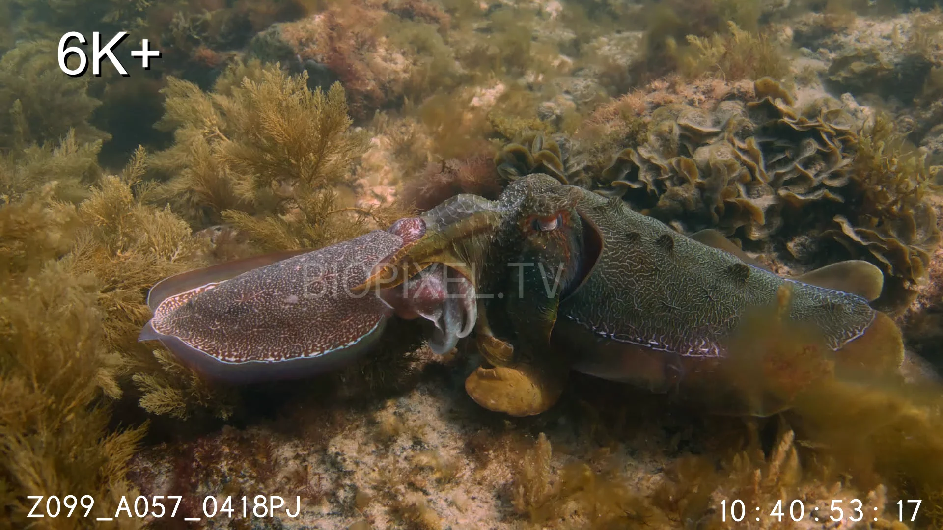 Molluscs - Shells, Nudibranchs, Nautilus, Cuttlefish, Octopus - Giant cuttlefish mating 6.5K+ 4 ...