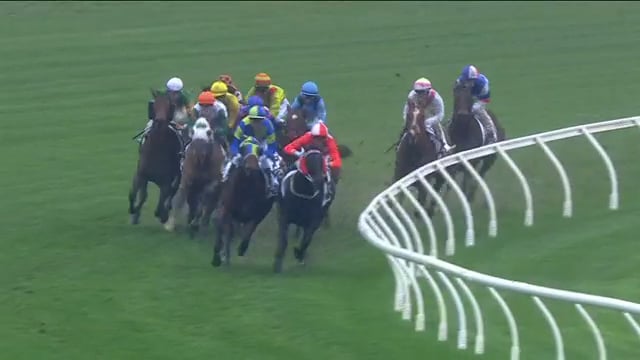 Shalaa - Stallion | Breednet