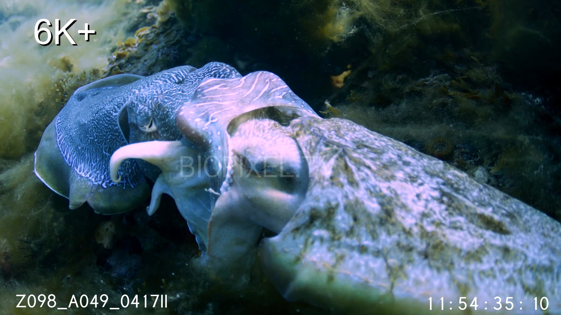 Temperate Waters 4K - Giant cuttlefish mating 6.5K+ 2 on Vimeo